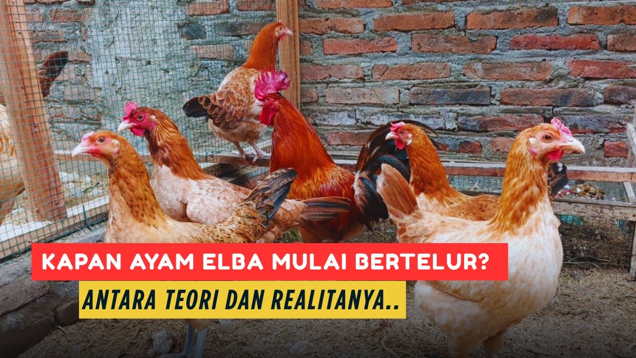 Umur Berapa Ayam ELBA Bertelur? - YouTube