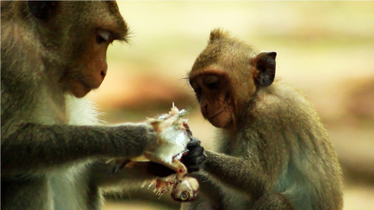 Mum and Small Baby Like Eating Fish - Lovely Baby Monkey - Funny monkey ...