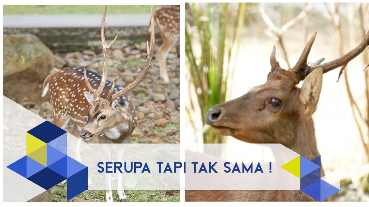 IPB Pedia: Perbedaan Kijang dan Rusa - YouTube