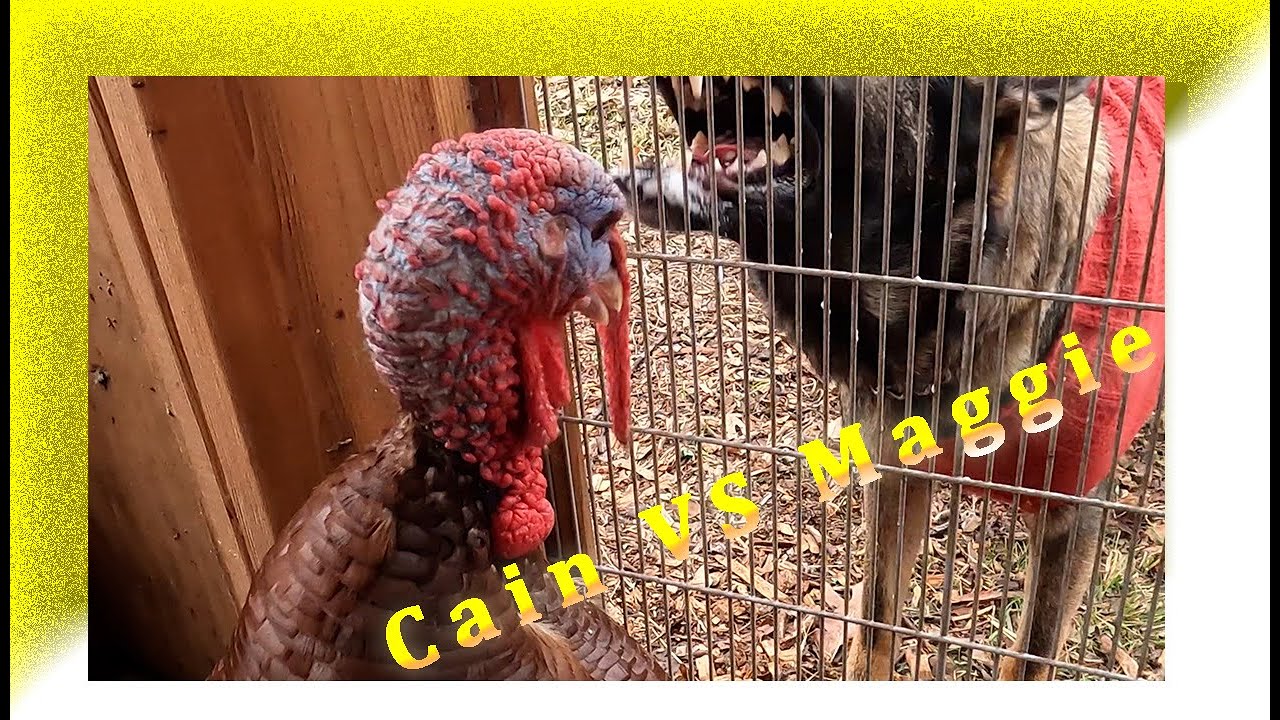 Maggie VS Cain the Turkey and doing the morning chores Ep.#175 - YouTube