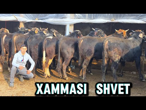 Xammasi Shvet Boqma Buqalar MuhammadSodiqdan Gigant Buqalar 11-yanvar, 2026