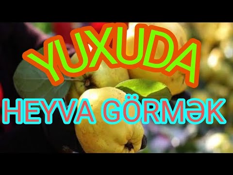 Yuxuda heyva görmək nə vəd edir? - YouTube