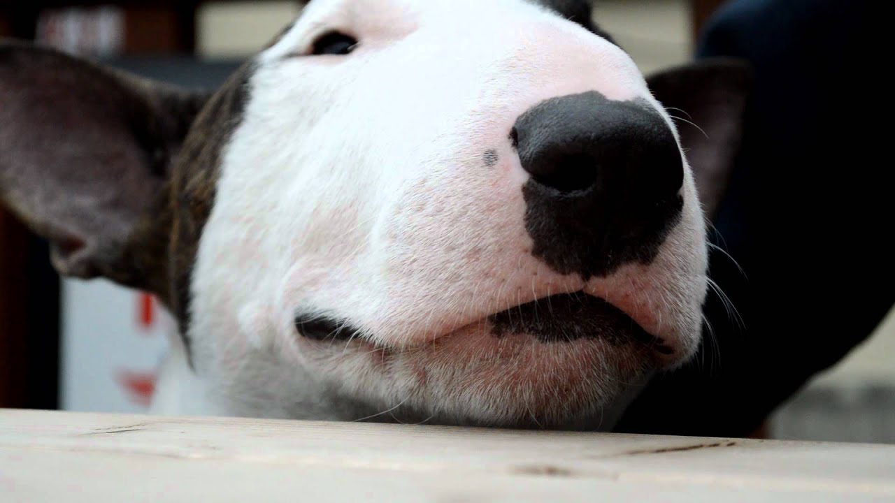 Henderson, talking bull terrier - YouTube