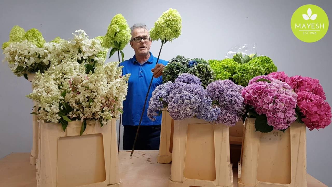 Mayesh Minute: Hydrangea Time! - YouTube