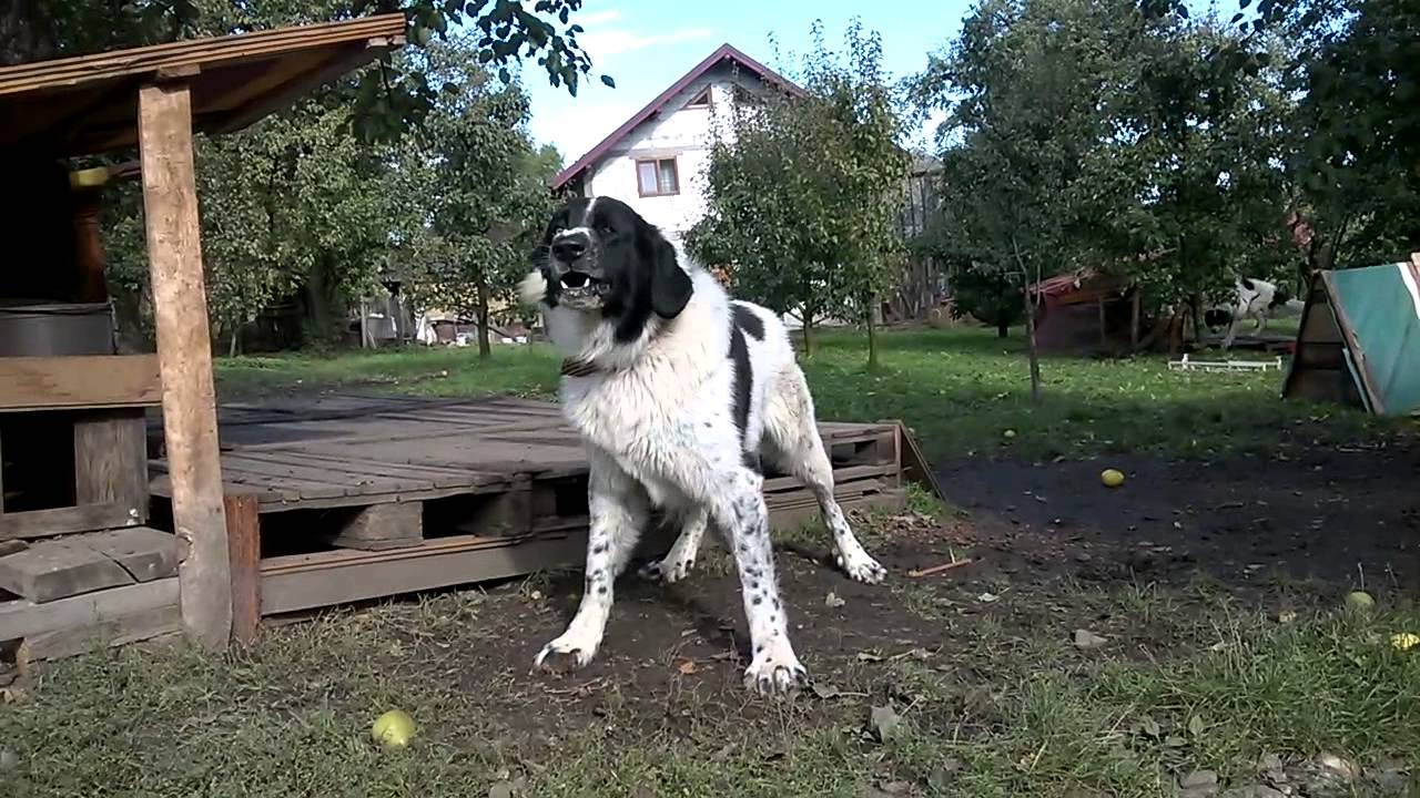 Rex-Canisa de Radaseni - YouTube