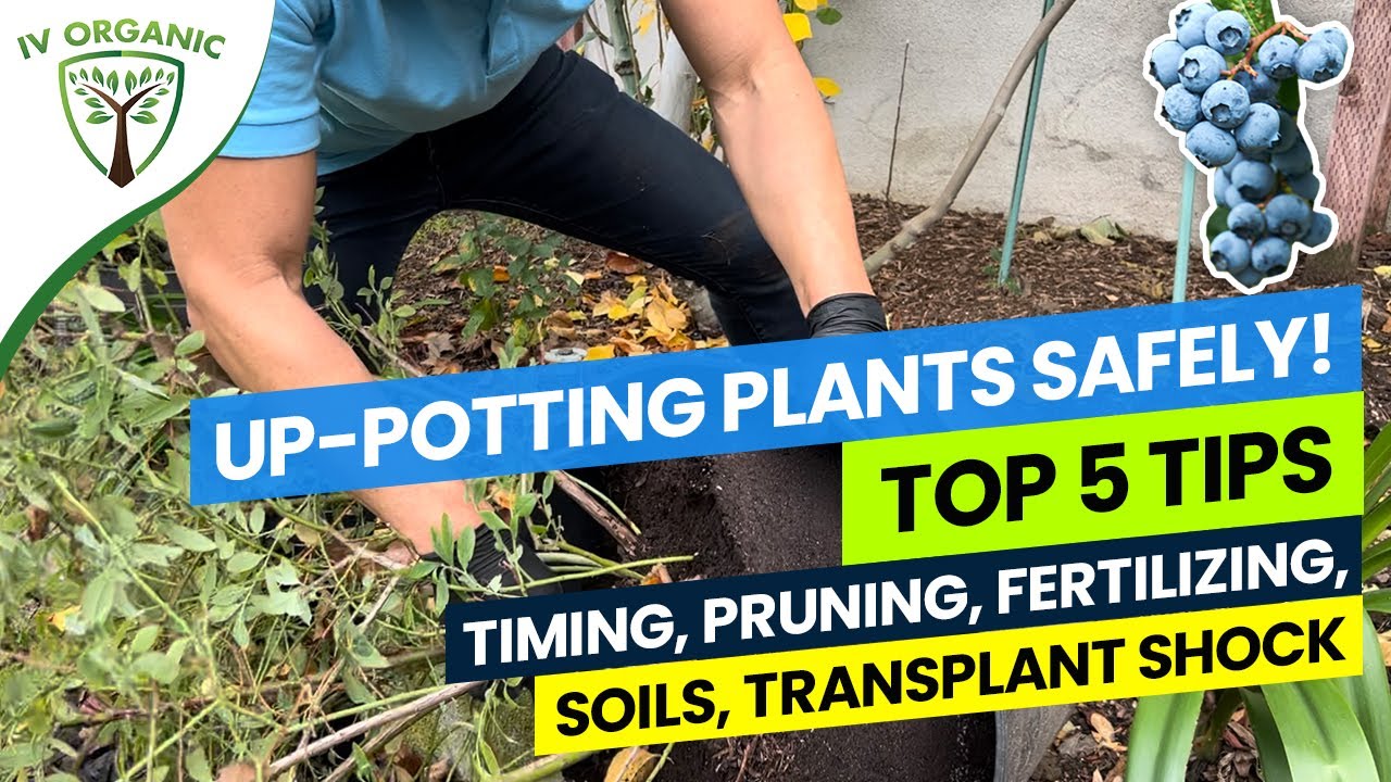 Top 5 Tips: Up-Potting Plants Safely - YouTube