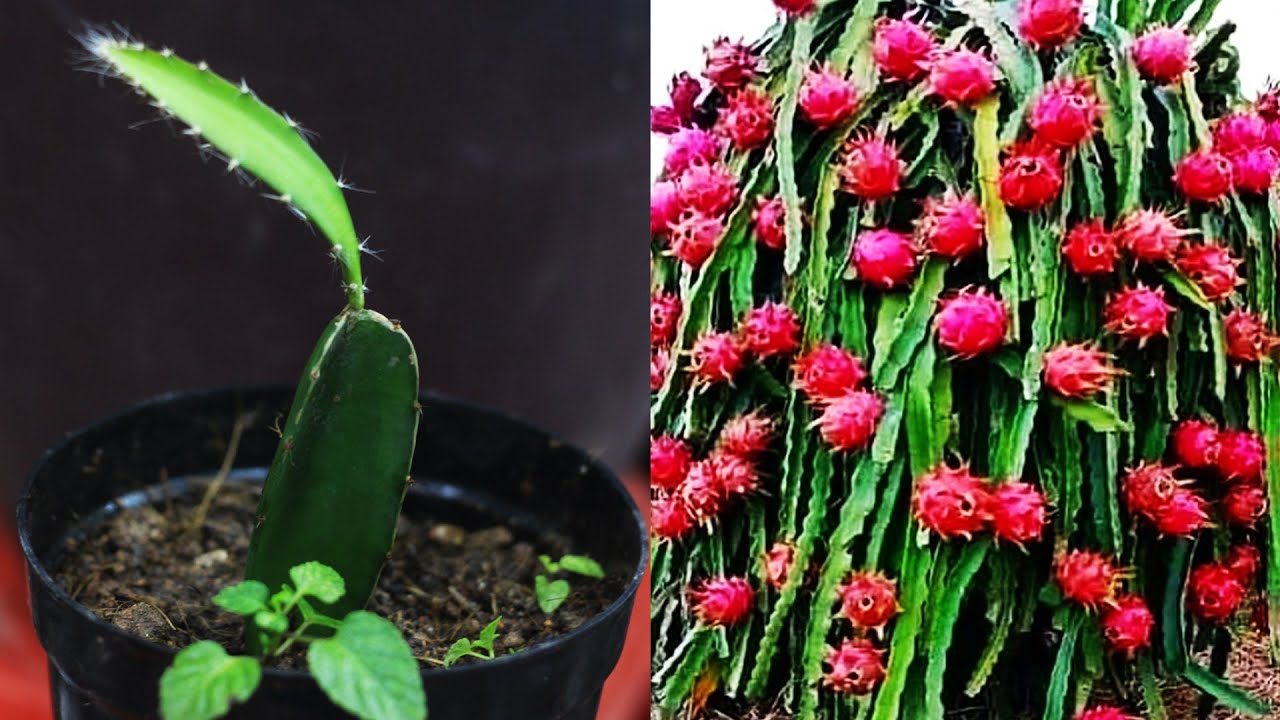 Growing Dragon Fruit At Home, Technique of Growing Dragon Fruit With ...