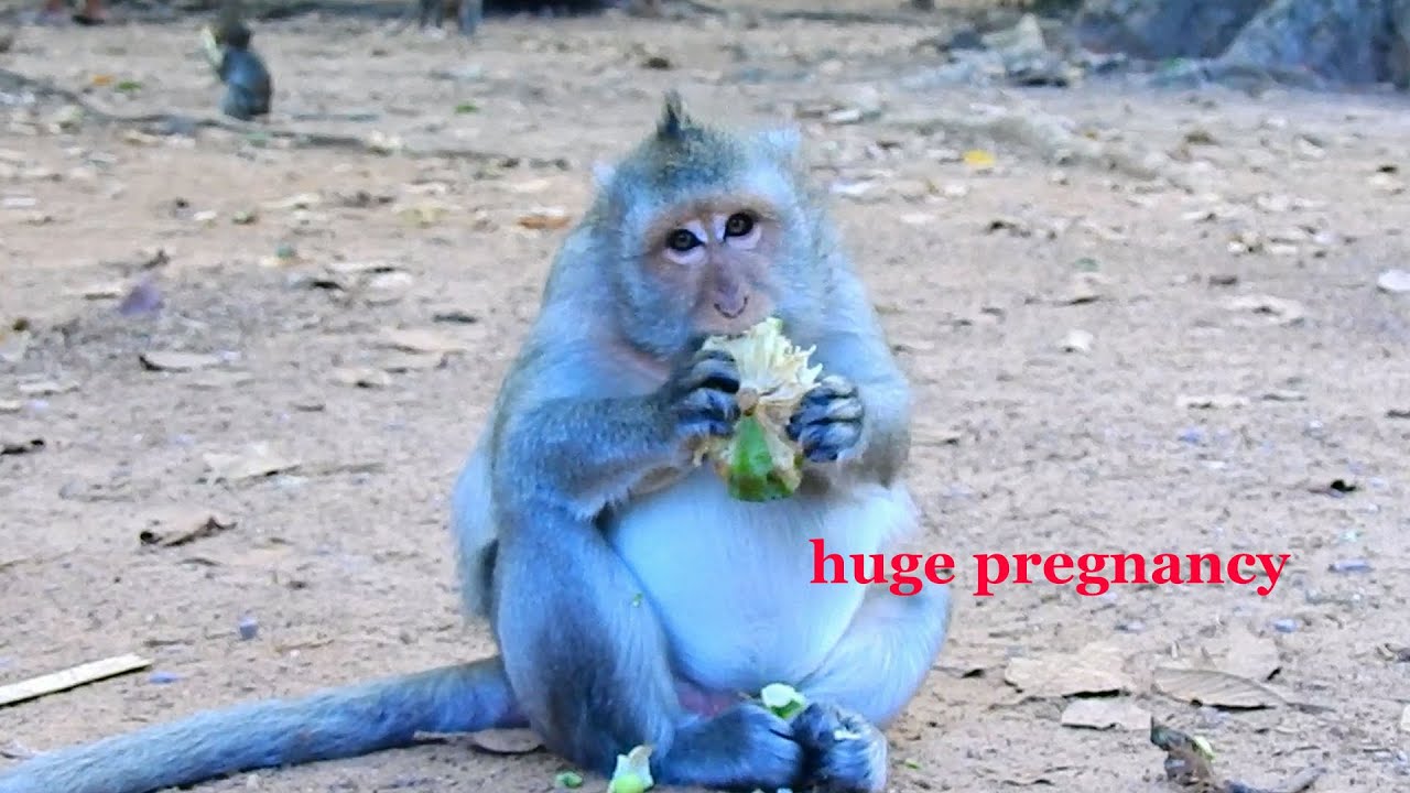 Pregnant monkey Jade is huge belly. Maybe 2 months ahead, Jade monkey ...
