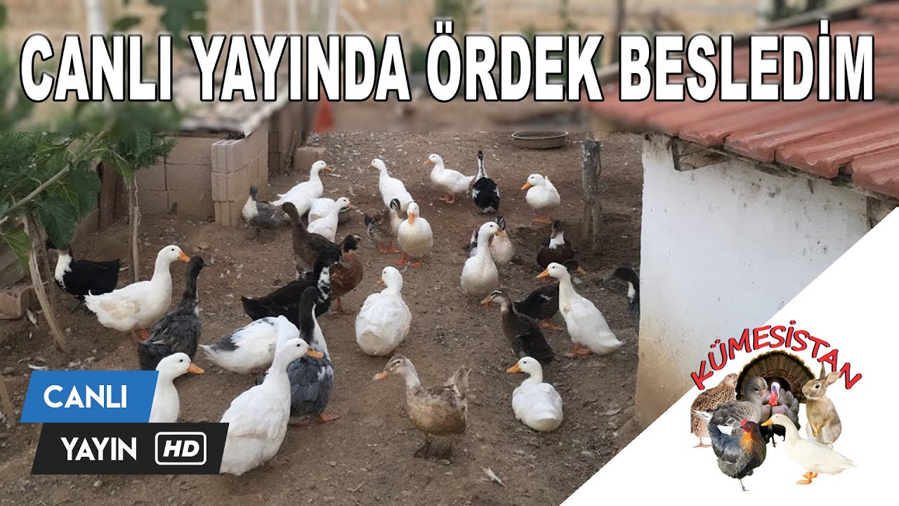 Ördek Yem Yerken - Canlı Yayın - Ördek Yetiştiriciliği - YouTube