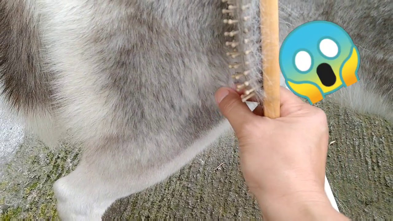 Shedding of fur!!! In Tagalog(pagpapadanak ng balahibo) 🤔🤔🙄 grabe sa ...