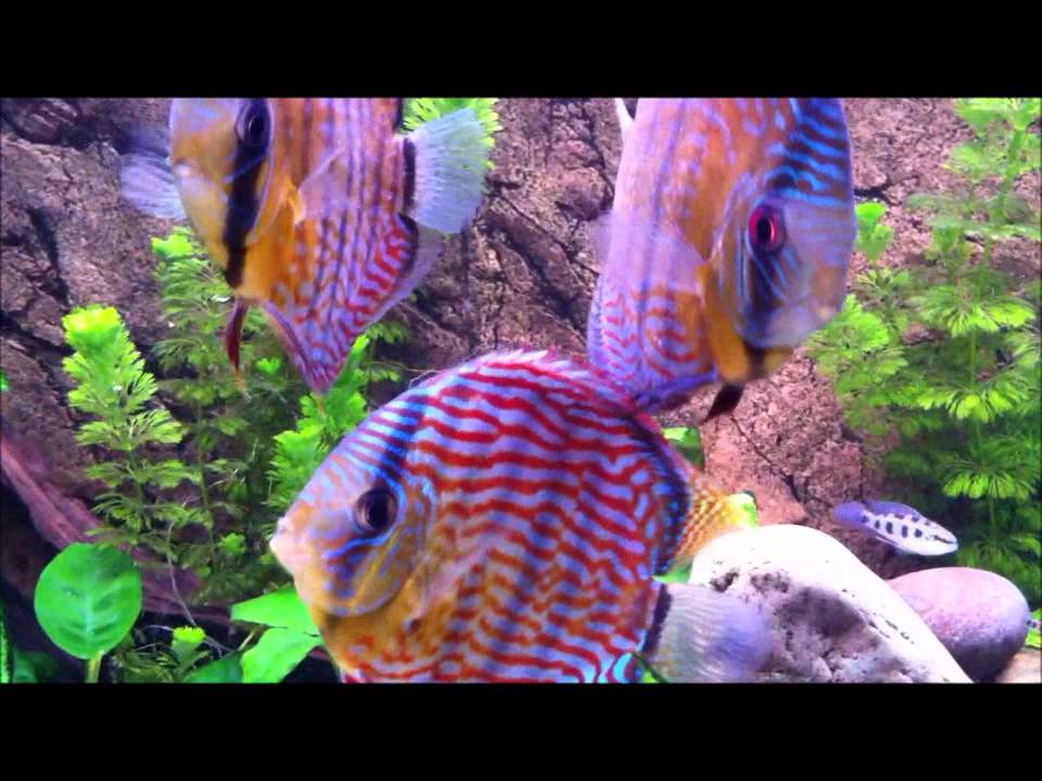 Wild Royal and Semi Blue Discus from Hudson (Hek Discus) - YouTube
