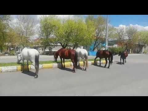 Ardahan'da Başıboş bırakılan at sürüsü, trafikte sürücüleri tehlikeye atıyor
