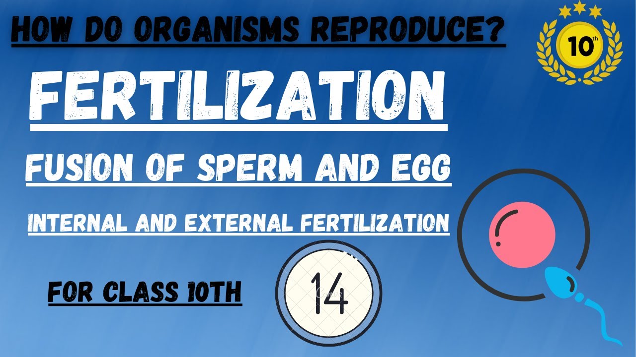 Fertilization | Fusion of sperm and ovum | Class- 10th | How do ...