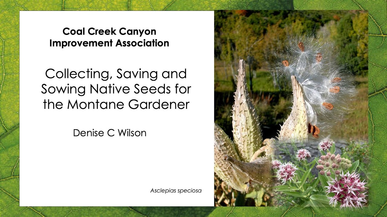 Native Seed Collection for the Montane Gardener - YouTube