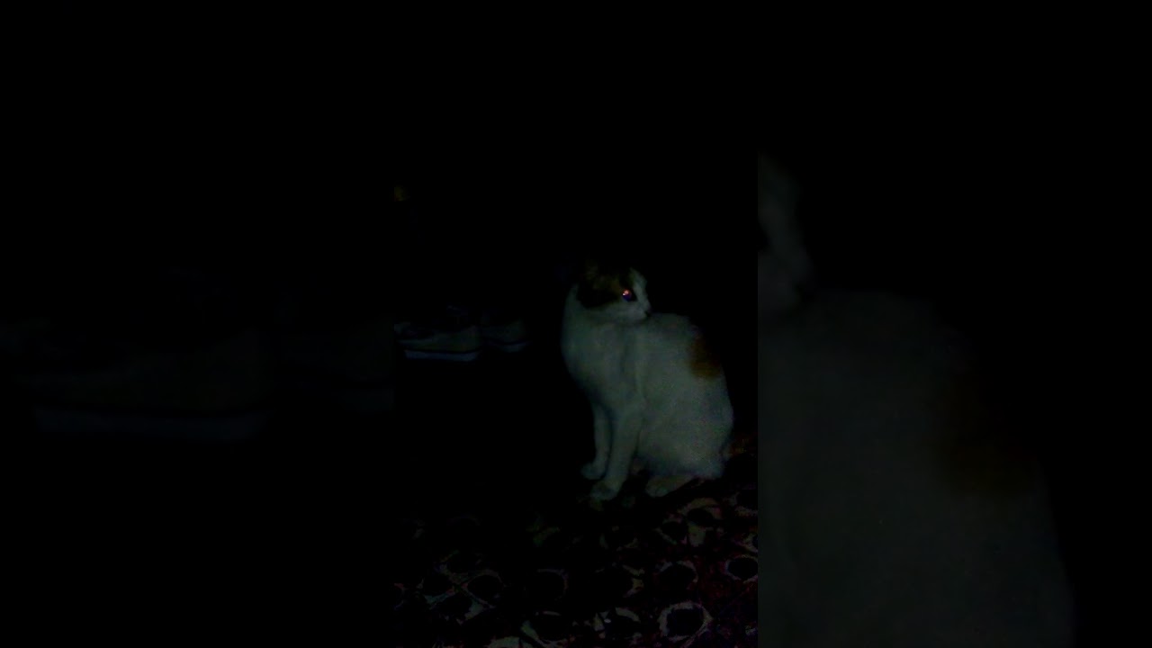 Visto por primera vez gato con ojos de rayo - YouTube