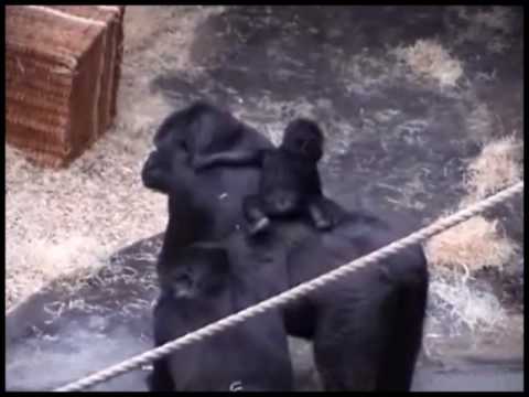 Baby Gorilla Falls Off Moms Back - YouTube