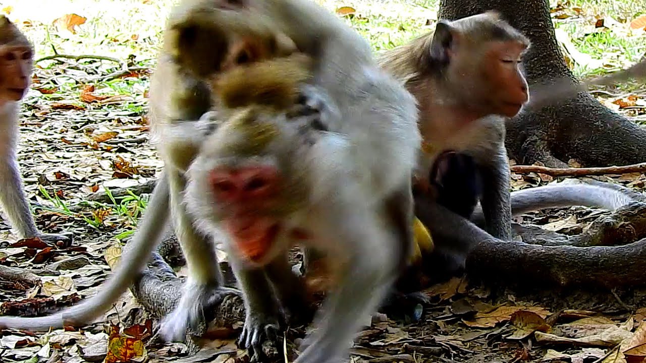 How funny.. Jane monkey denied Vicky as a horse running around other ...