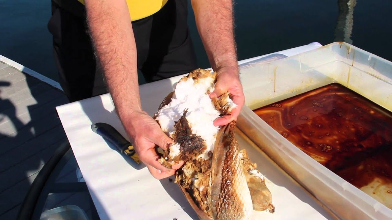 Oilinator™ The Best Bilge Boom - YouTube