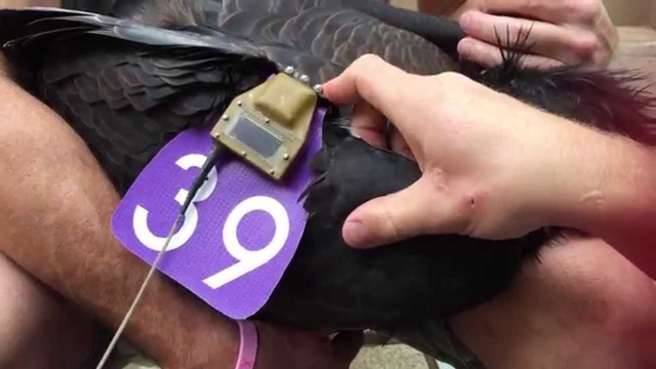 Intalling transmitter and tag to California Condor via patagium - YouTube