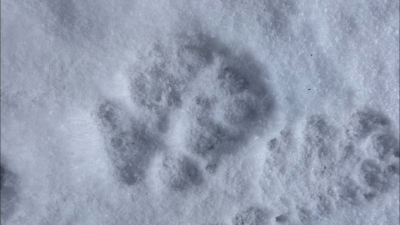 8 WOLVES!!!! Dog box bedding set #wildlife #wolves #wolfcontrol # ...