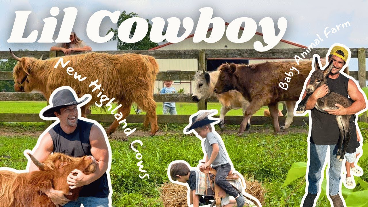 The Lil' Cowboys Bring Home 2 Adorable Mini Highland Cows! Come Meet ...