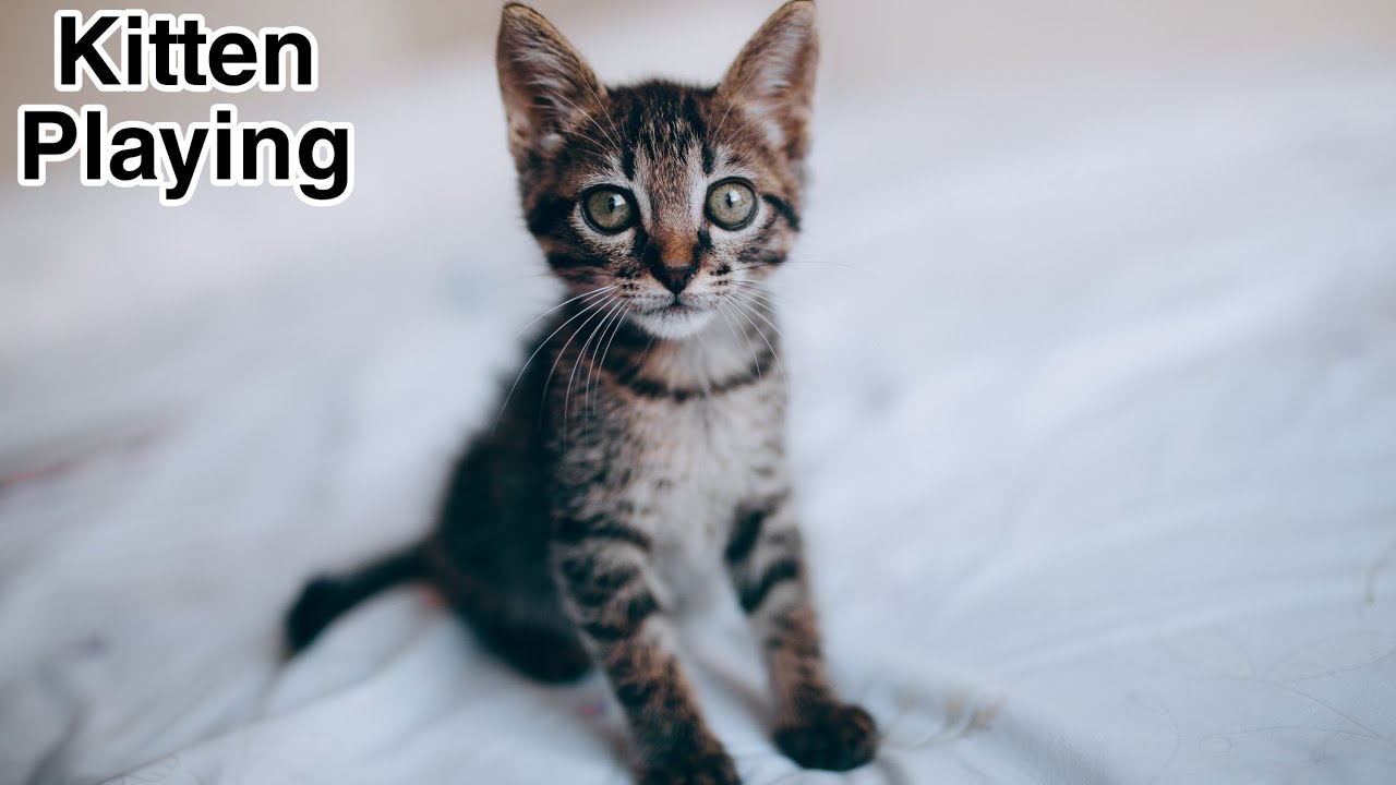Crazy Kitten Playing All Day | Crazy Cat Videos | Funny Cats - YouTube