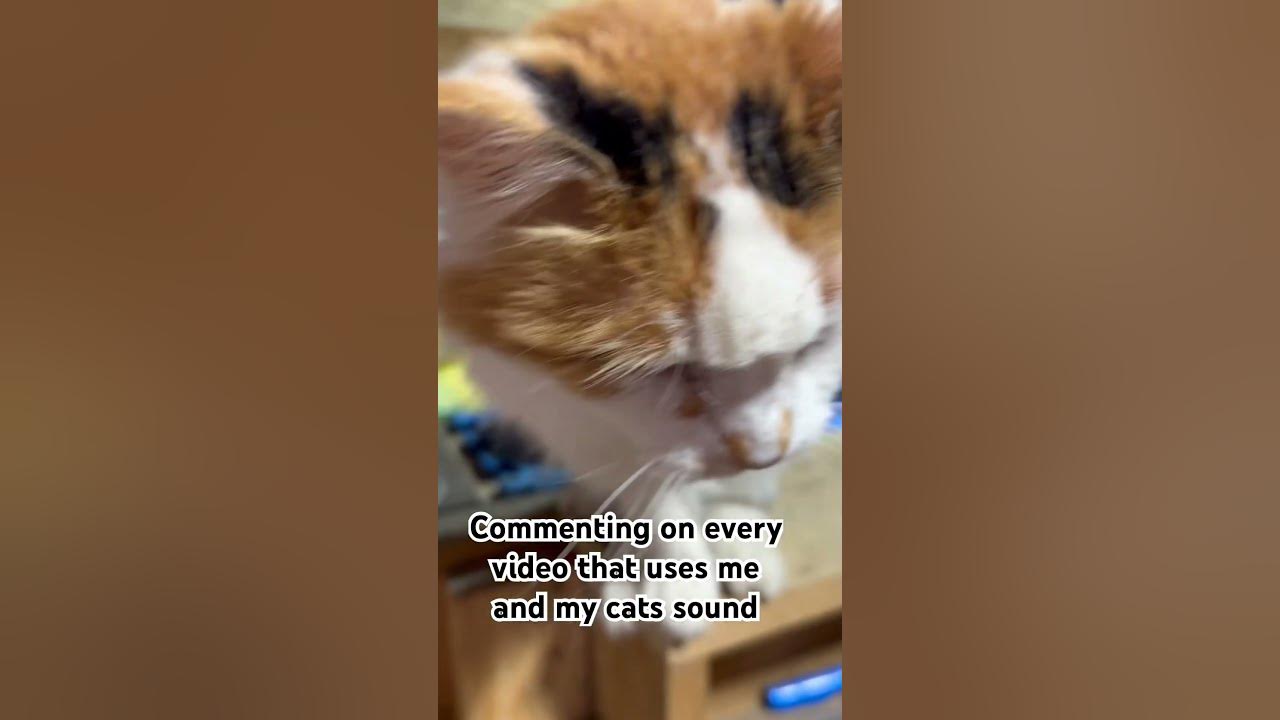 One meow is all it takes - YouTube