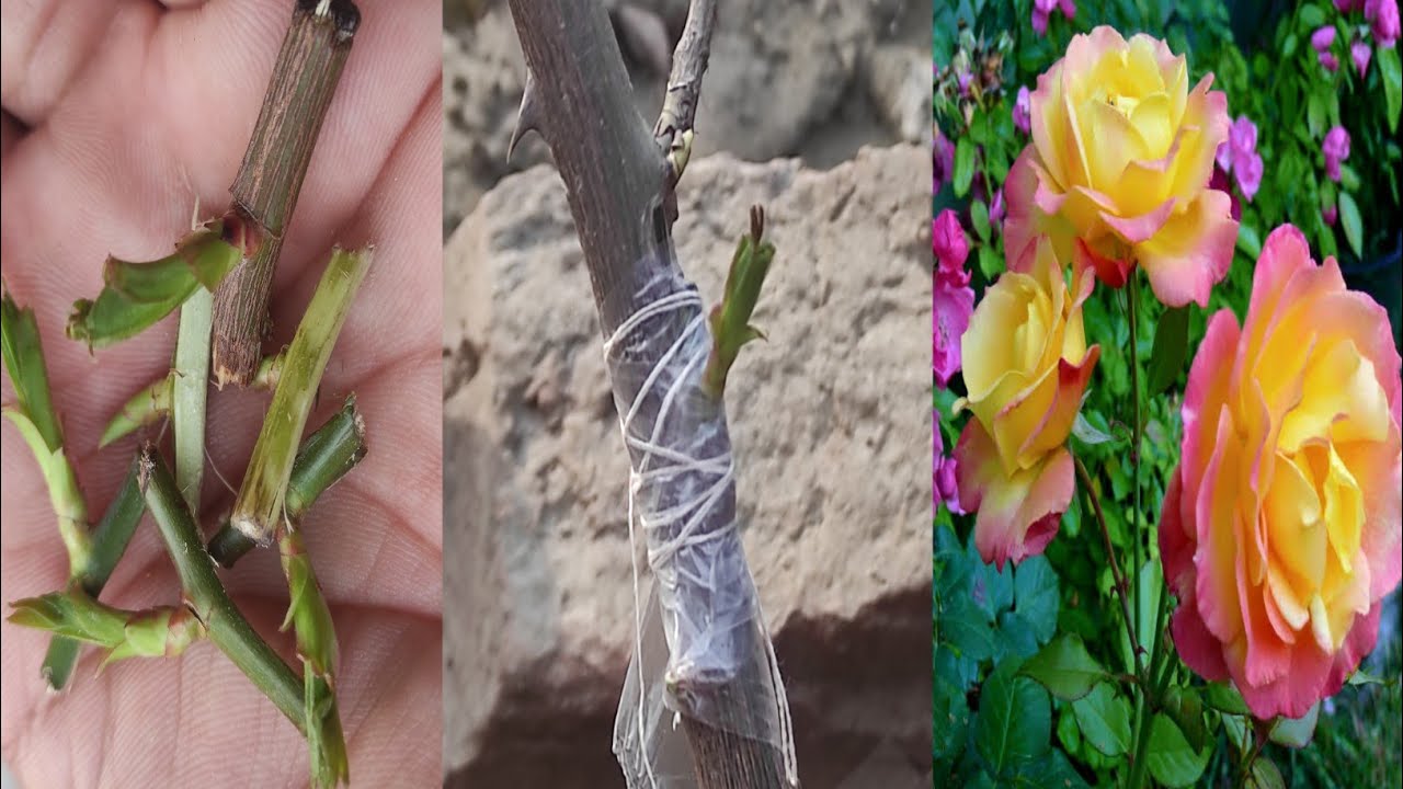 Rose grafting | | How to graft rose plant | گلاب کی پیوندکاری ...