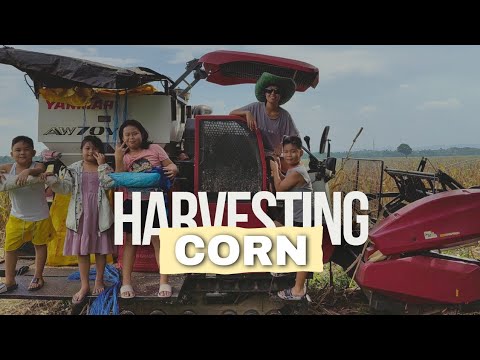 HARVESTING CORN - SORIANO's FARM |PHILIPPINES |Nanette Du Plessis - YouTube