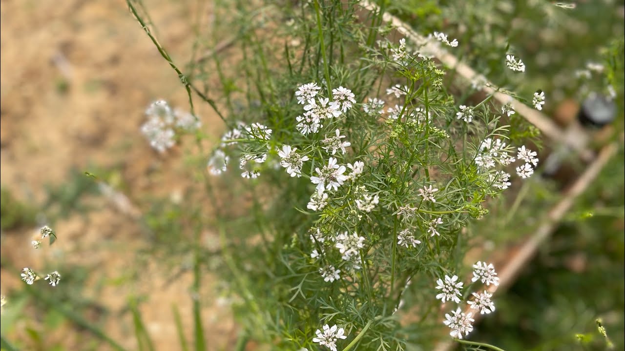 Early June Garden Tour - YouTube