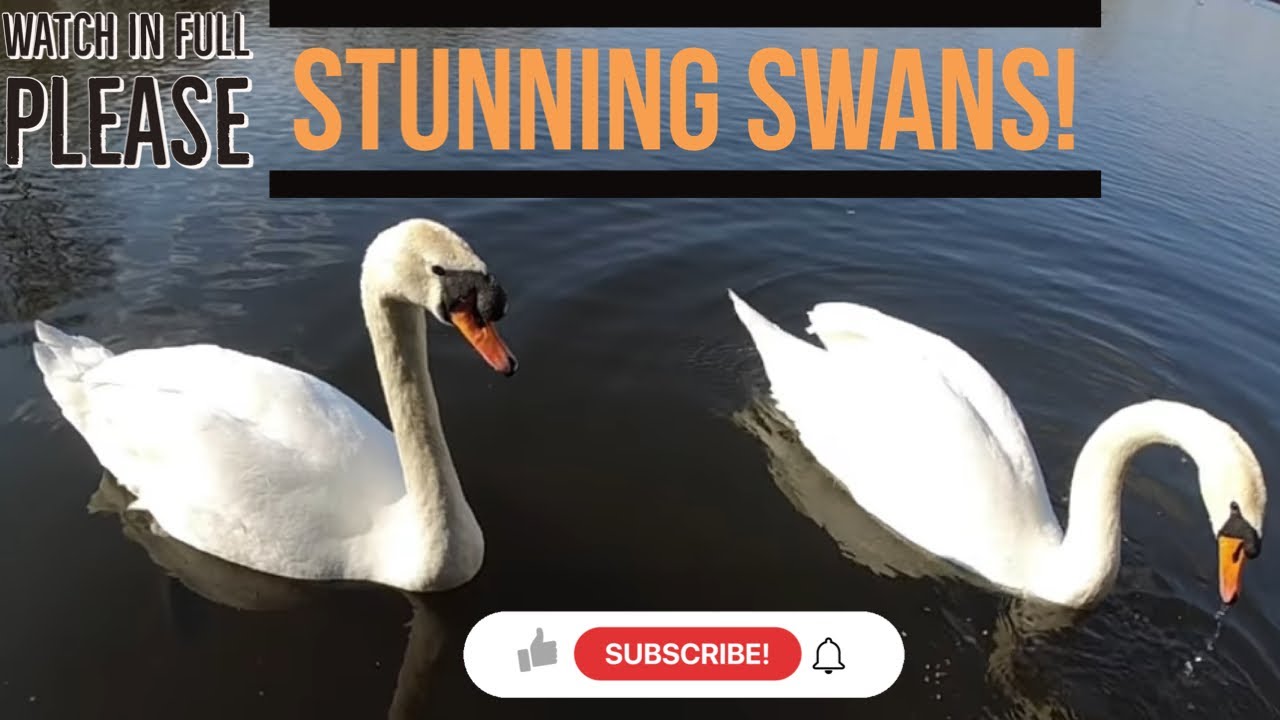 Unseen footage - Stunning swans 🦢 - YouTube