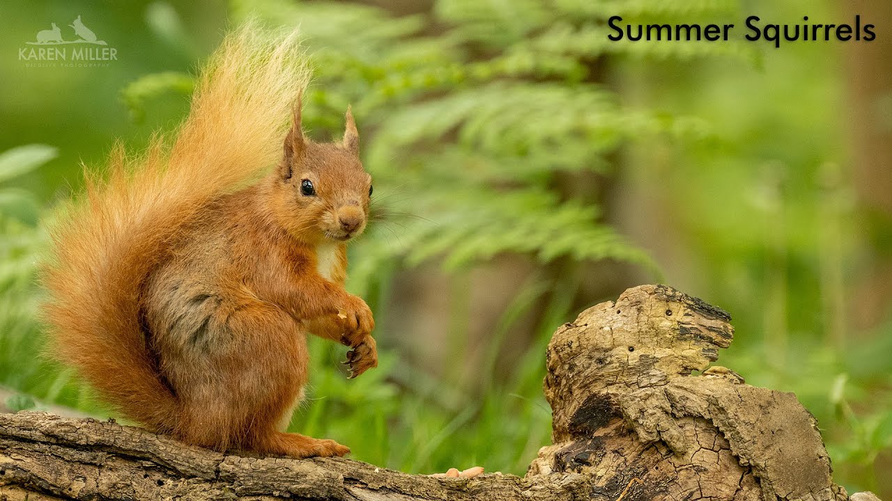 Summer Squirrels - YouTube
