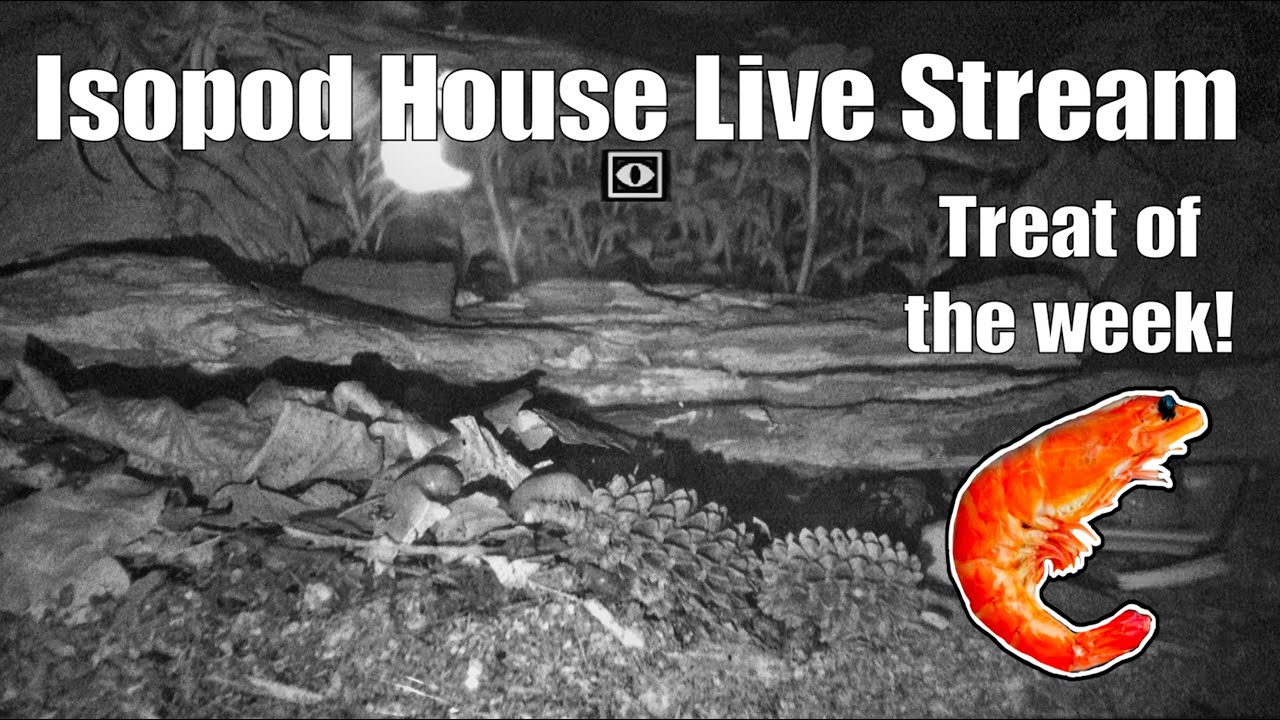 Isopod House : feeding Isopods Live Stream from their terrarium home ...