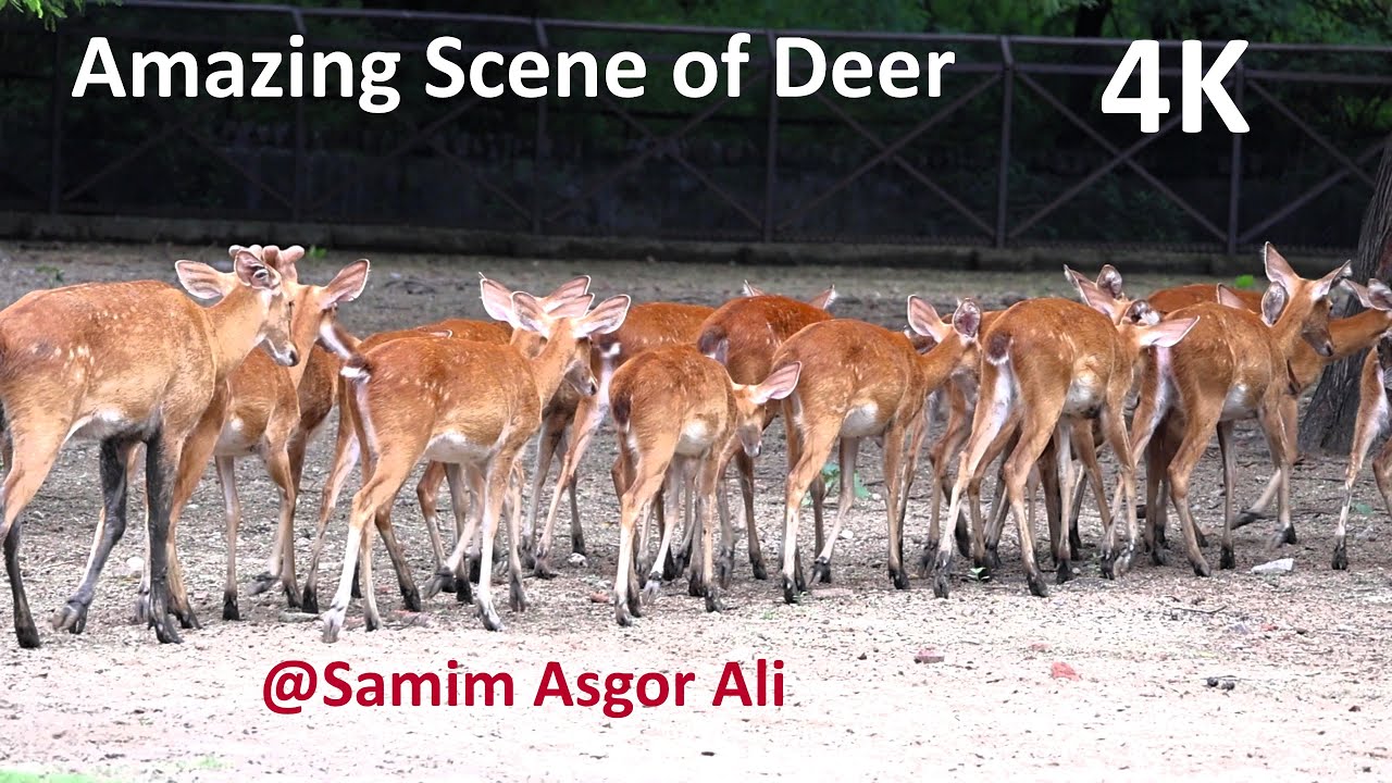 Amazing-look video of Deer in 4K Ultra HD Quality - YouTube