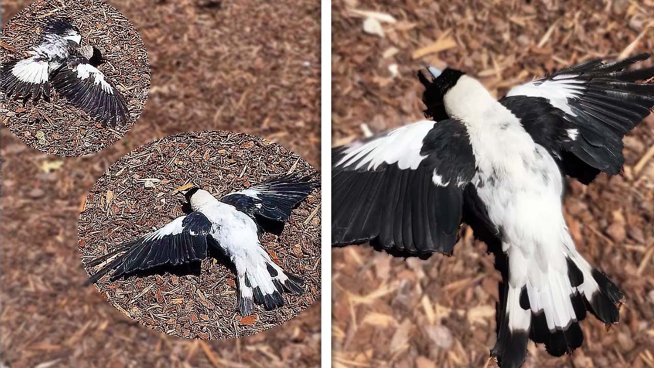 Have You Seen This Before? Cool Footage Of Birds Sunbathing! (MAGPIES ...