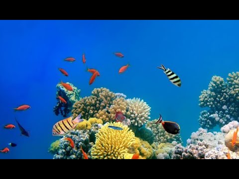 MInd Relax | Stress relief | Beautiful coral reef fish and ocean fish ...