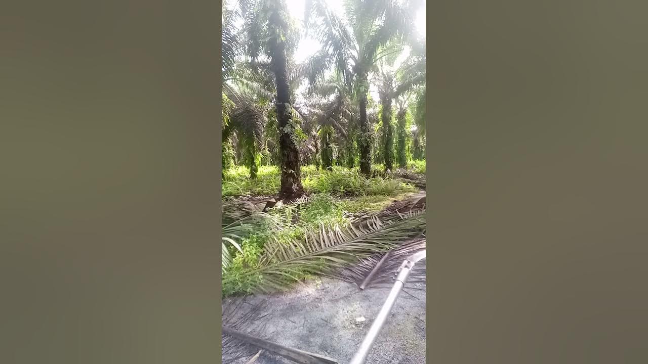 slmt pagi dan slmat beraktifitas bolo 💪💪💪💪 - YouTube