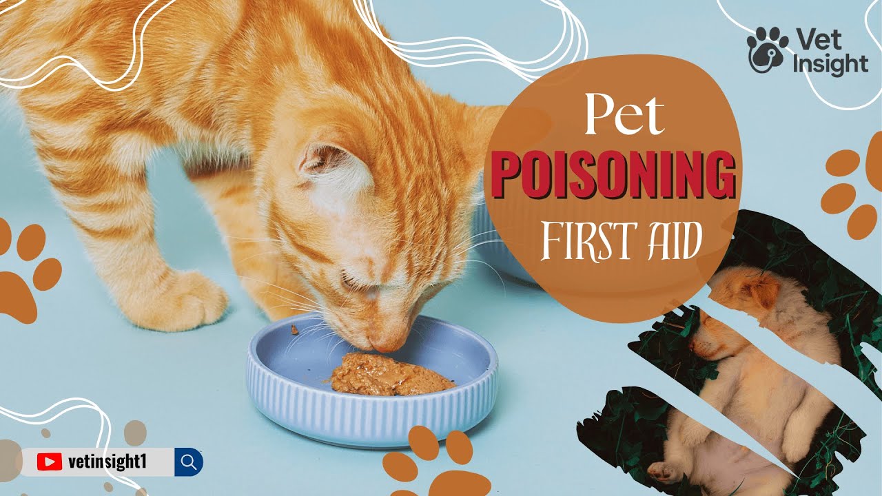 Pet Poisoning: The Emergency Guide You NEED - YouTube