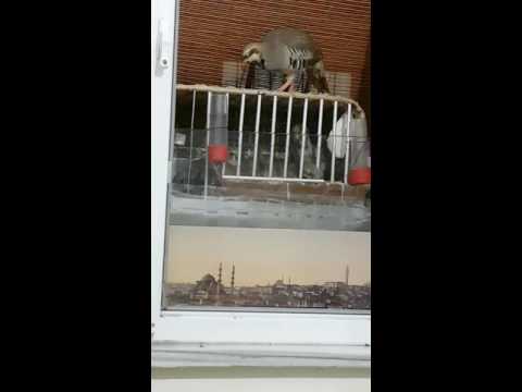 Iste benim yasama sebebim evde sikilince kendileri yem yemek icin kafese gidiyor