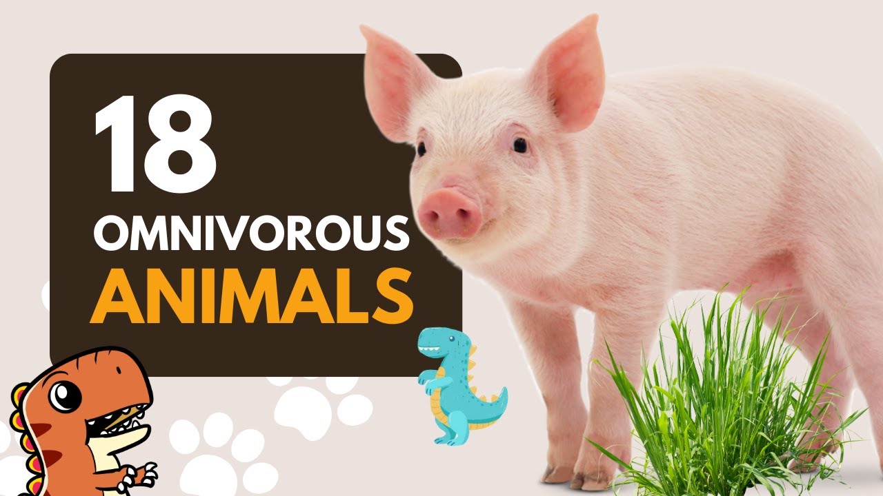 18 Omnivorous Animal Names for Kids to Learn - Educational Video - YouTube