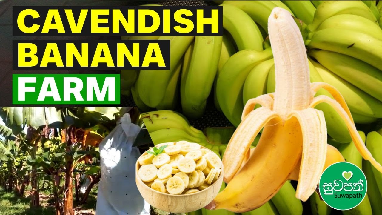 🍌 A Cavendish Banana Cultivation in Sri Lanka 😊 | 💚 Suwapath # ...