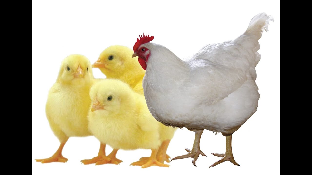 poultry farm nepal 🇳🇵 broiler farming nepal || kaji thapa magar KTM ...