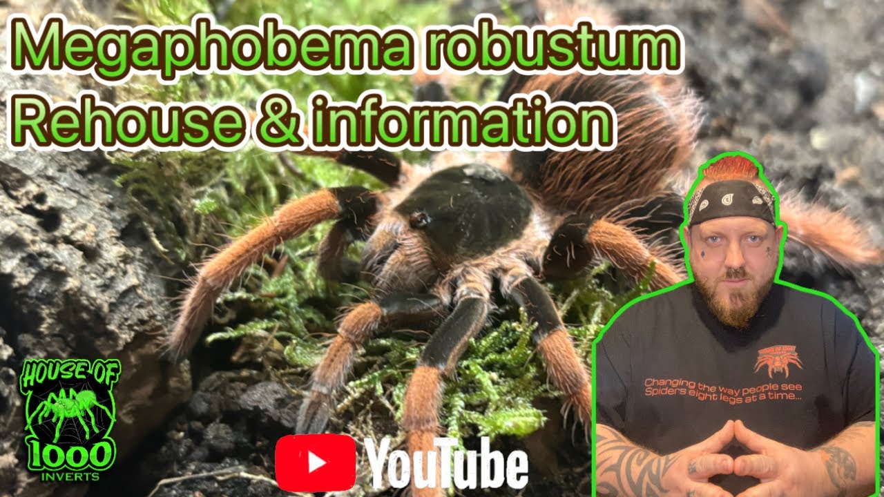 Megaphobema robustum rehouse and information - YouTube