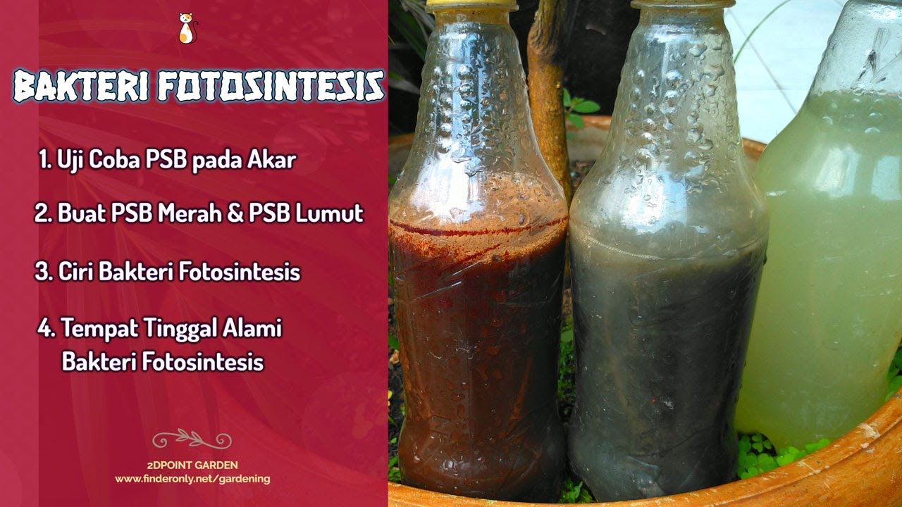 Buat Pupuk PSB Hijau Lumut, Uji PSB pada Akar & Cari Bibit Bakteri ...