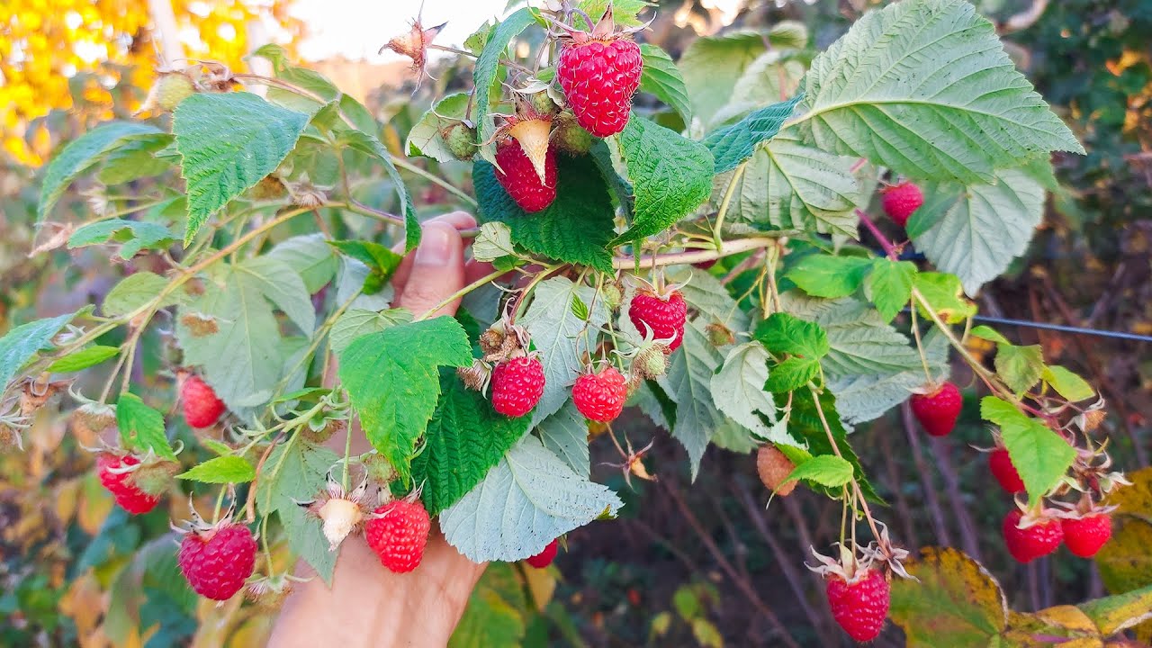 ZMEURĂ POLONEZ, 31 octombrie 2022. ZMEURĂ REMONTANTĂ - YouTube