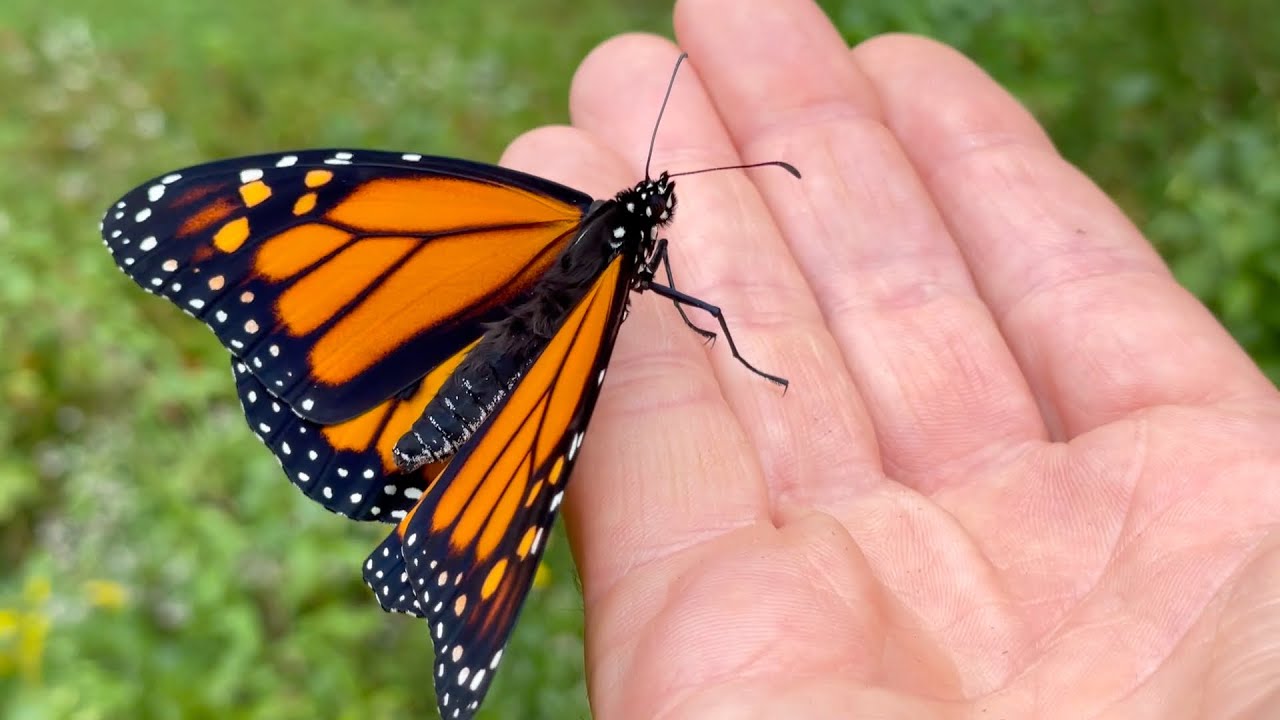 Monarch # 1 Birth to Flight - YouTube