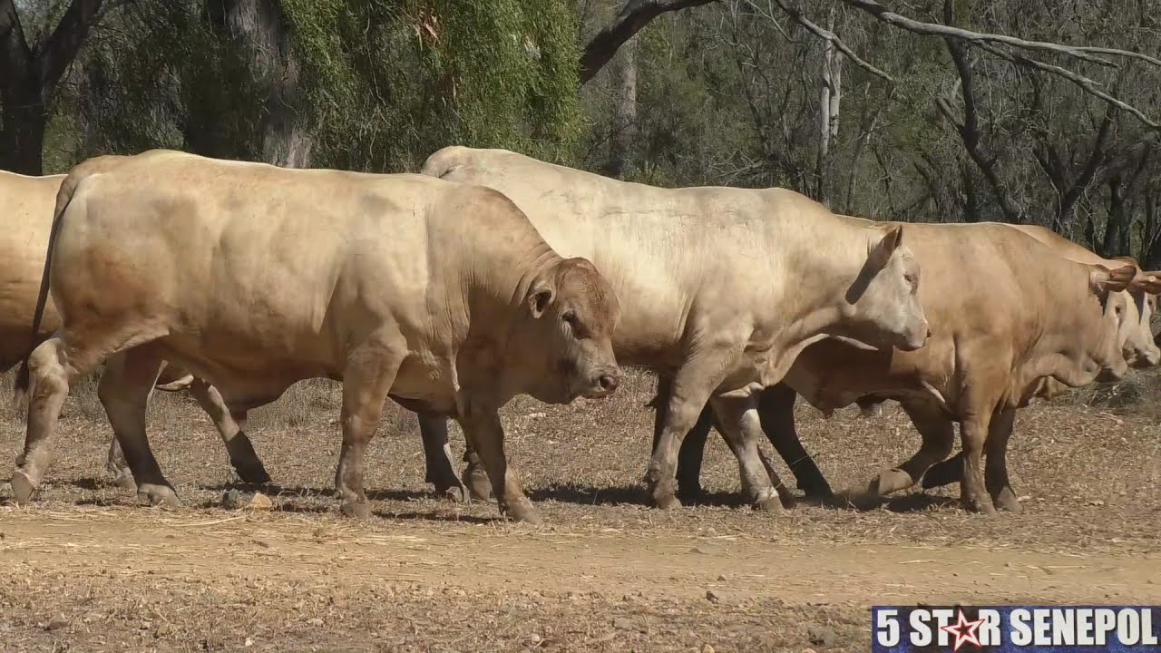 5 Star Senepol Beef 2021 Promotional Video - YouTube