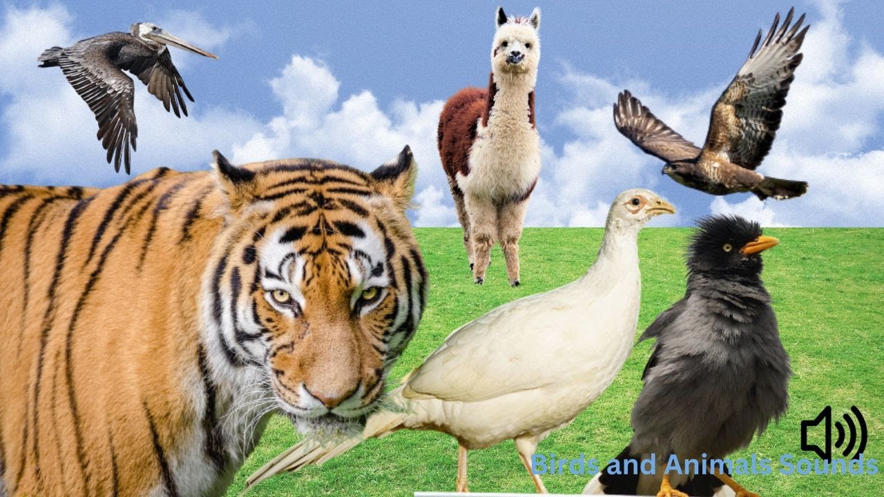 Sound of Birds and Animals Around us: Bangal tiger, alpaca, myna ...