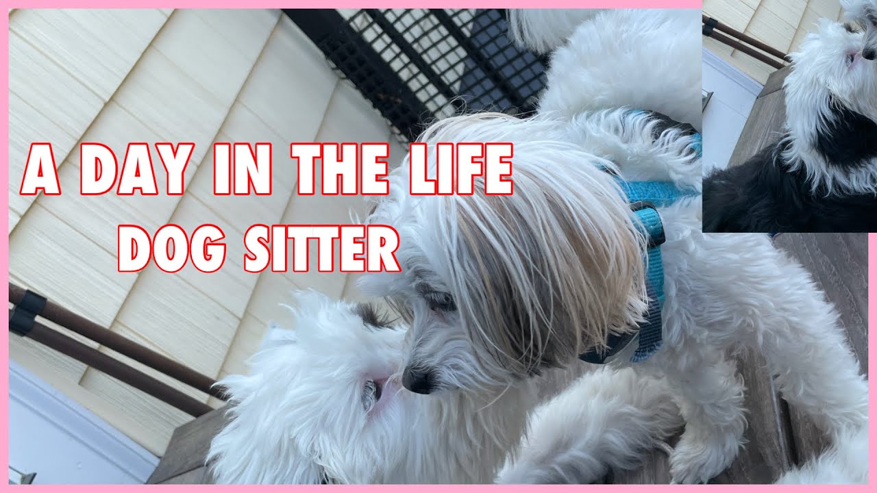 DAY IN THE LIFE AS A DOG SITTER | BILLY AND JETER ️ - YouTube
