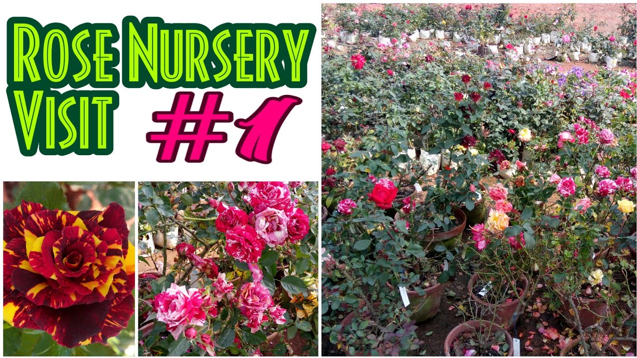 3 - Rose Nursery Visit || Episode. 1 || Rose Garden || Rose Era - YouTube